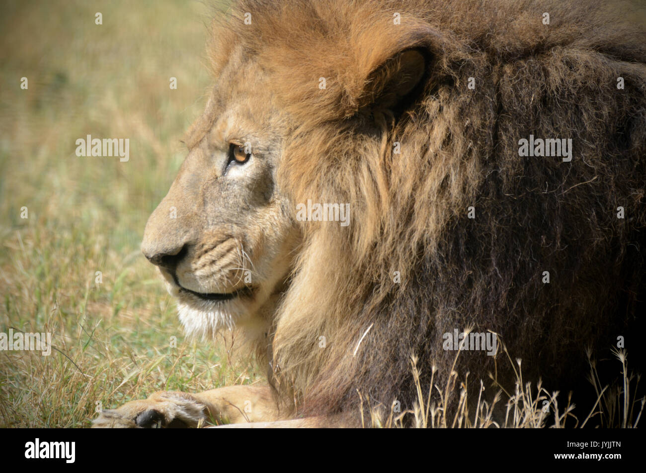 African Lion Male Face Banque d'image et photos - Alamy