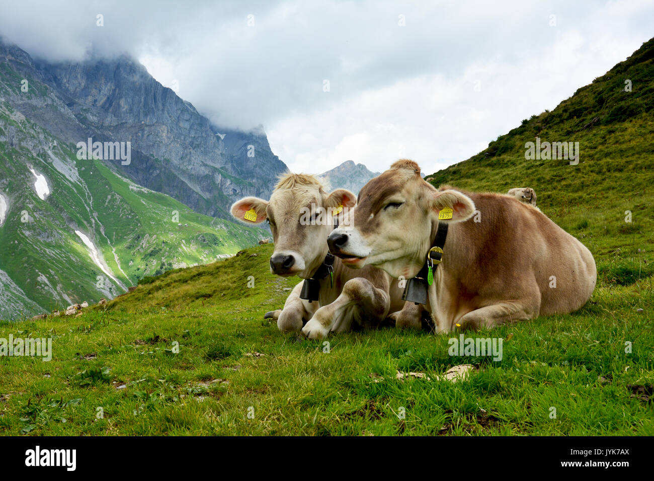 Agriculture des alpes suisses Banque de photographies et d’images à ...