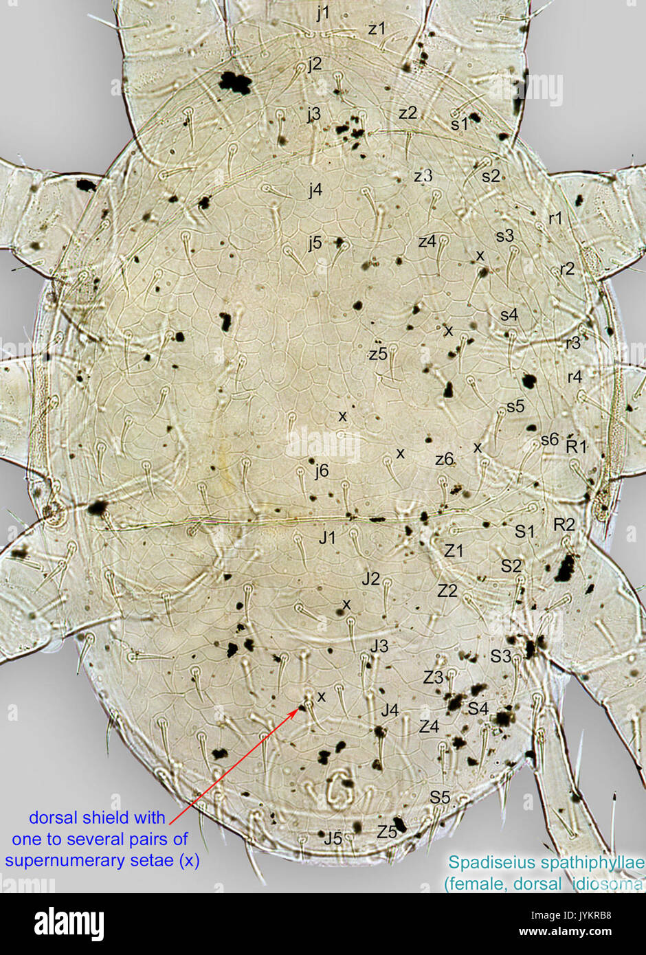 Bouclier dorsal Banque de photographies et d’images à haute résolution ...