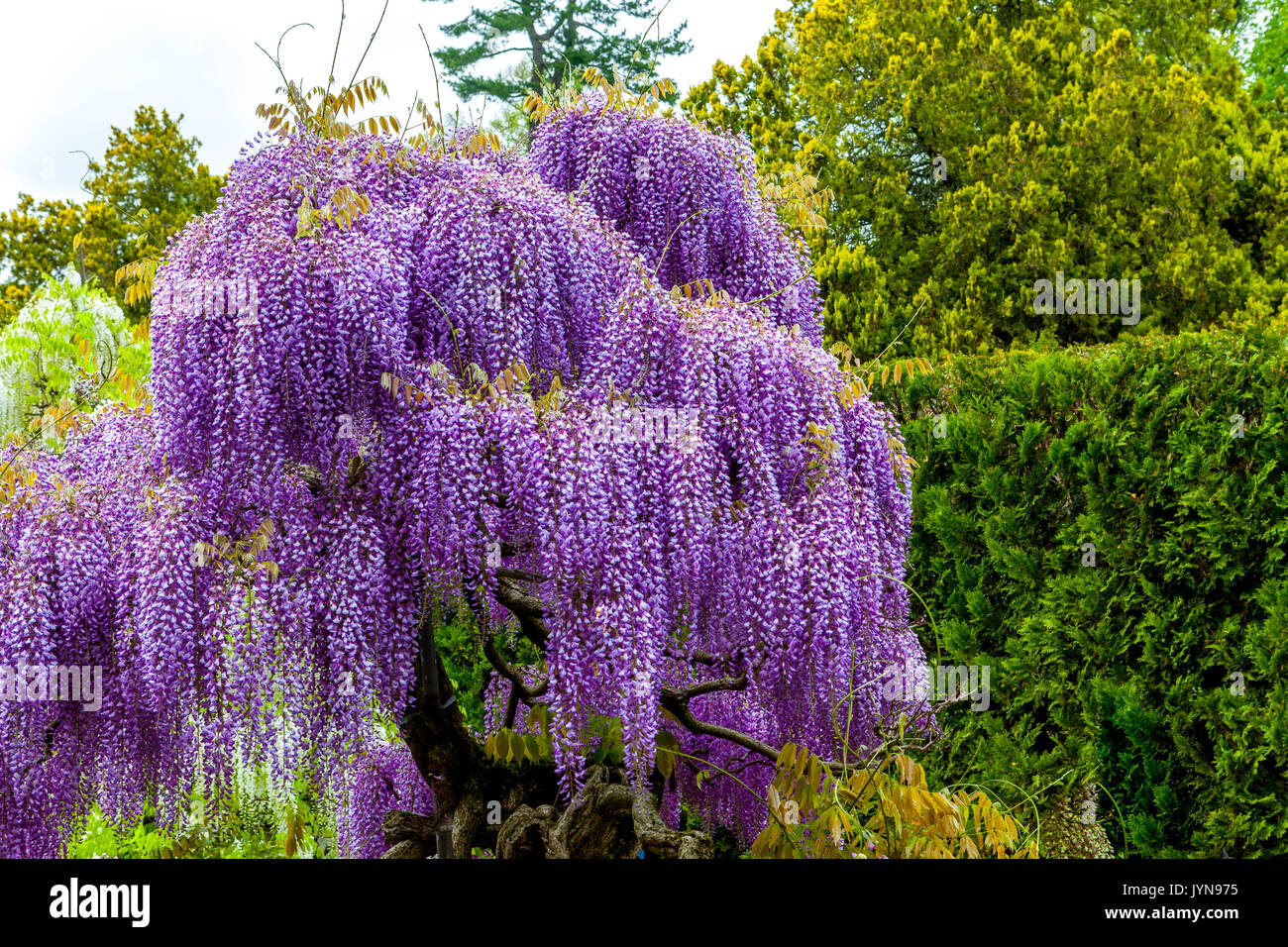 Glycine japonaise rose Banque de photographies et d’images à haute ...