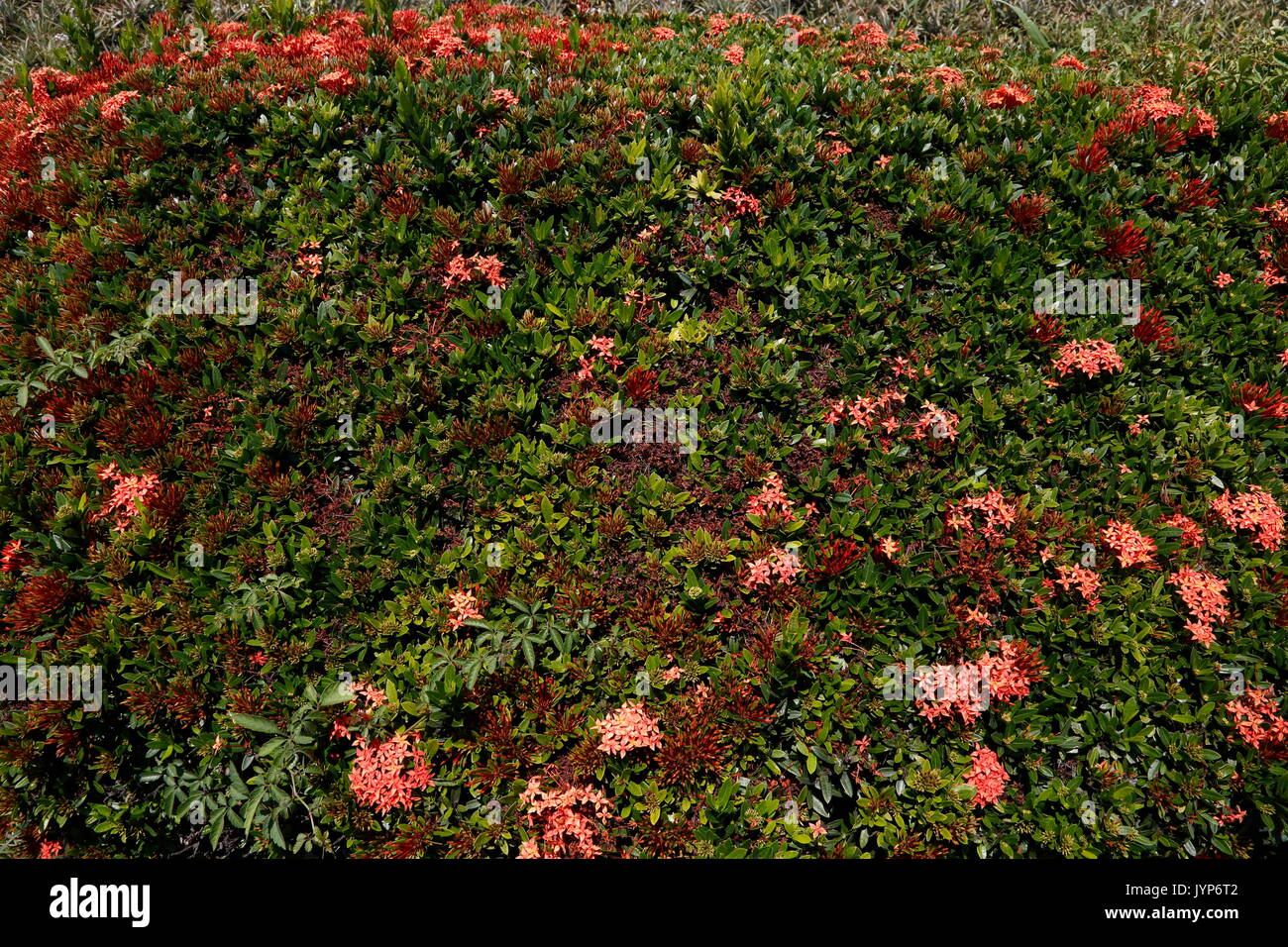 Ixora rouge nain Banque de photographies et d’images à haute résolution ...