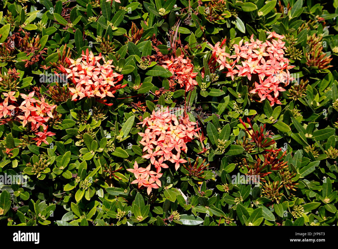 Ixora rouge nain Banque de photographies et d’images à haute résolution ...
