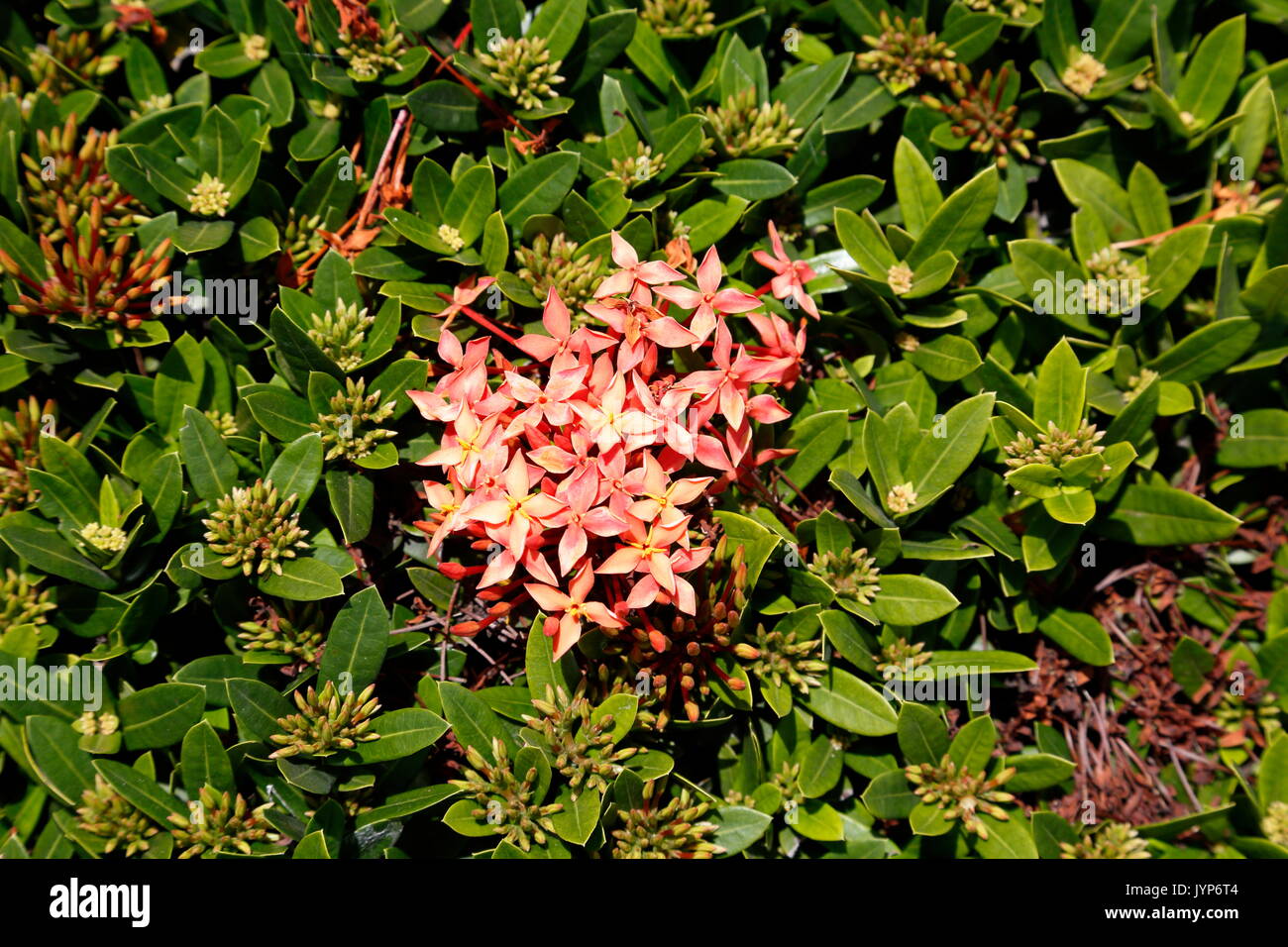 Ixora nain Banque de photographies et d’images à haute résolution - Alamy