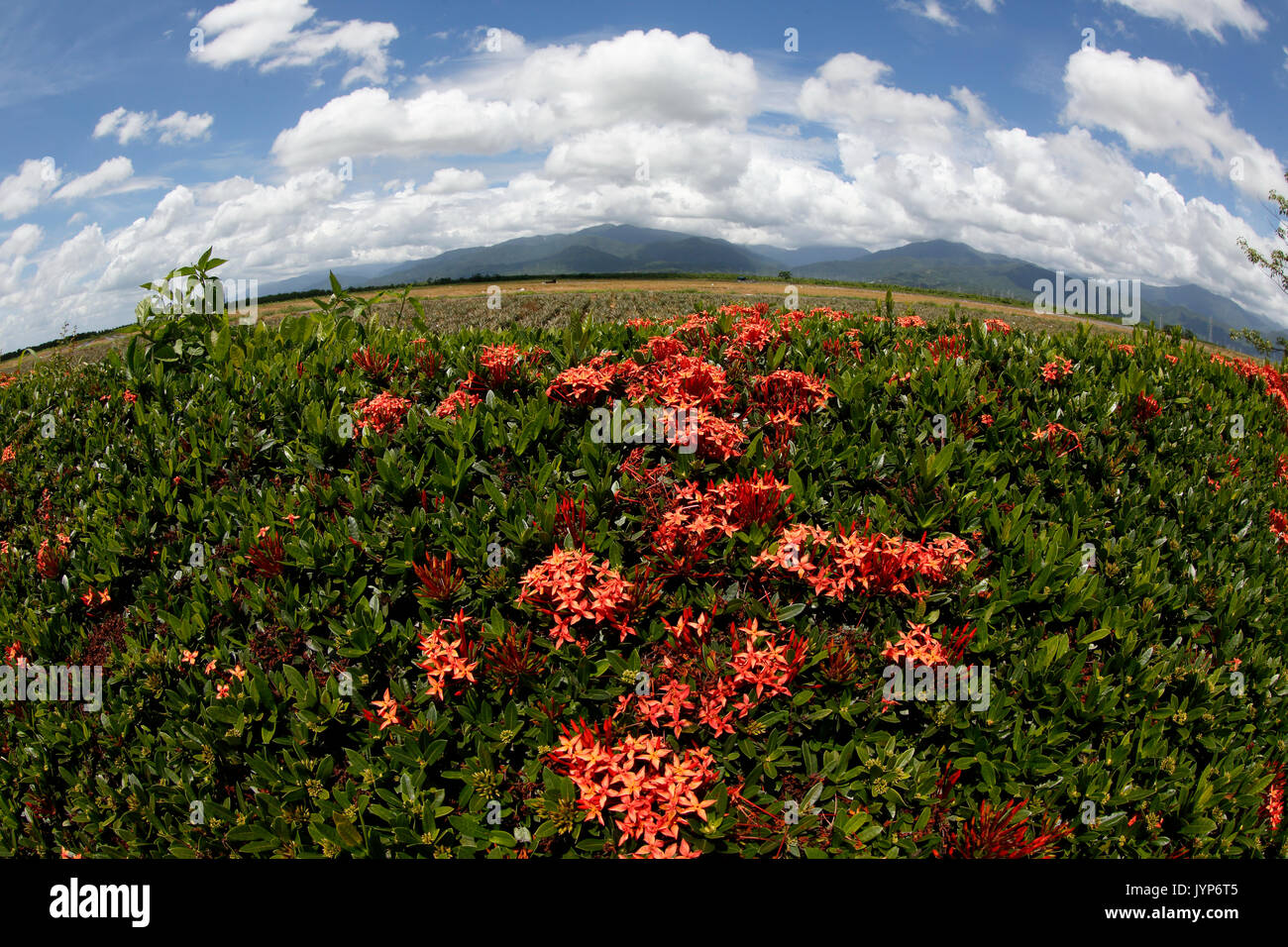 Ixora nain Banque de photographies et d’images à haute résolution - Alamy