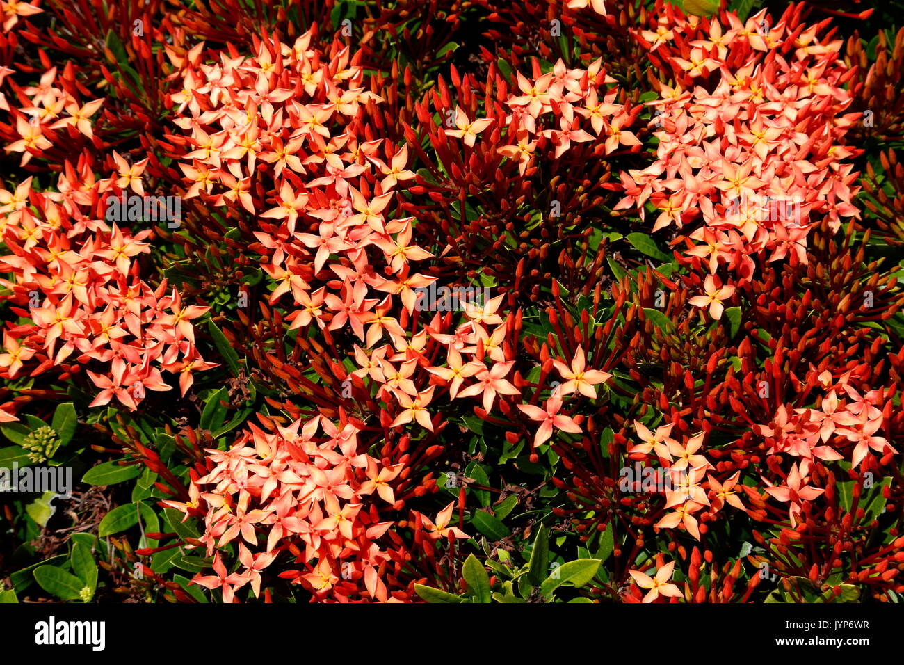 Ixora nain Banque de photographies et d’images à haute résolution - Alamy