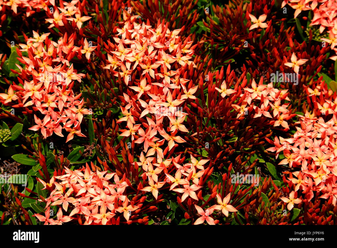 Ixora rouge nain Banque de photographies et d’images à haute résolution ...