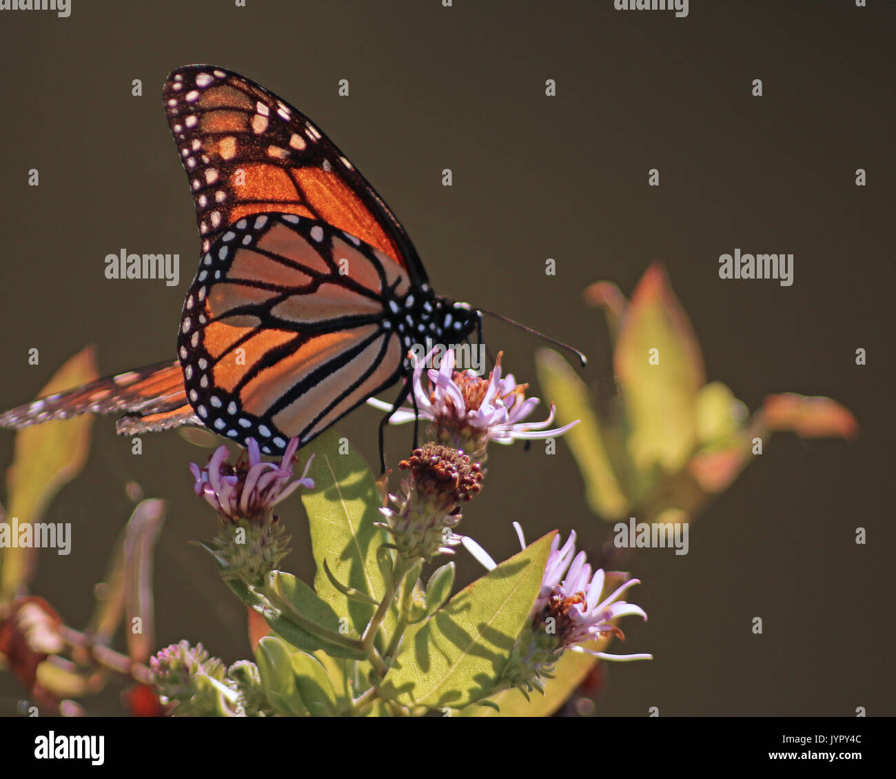 Papillon rose commun Banque de photographies et d’images à haute ...