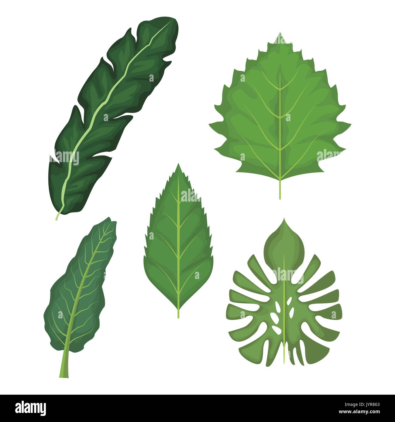 Fond blanc avec set de feuilles vertes Image Vectorielle Stock - Alamy