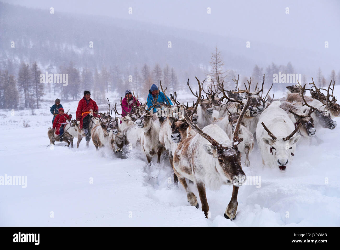 Winter Migration Banque d'image et photos - Alamy