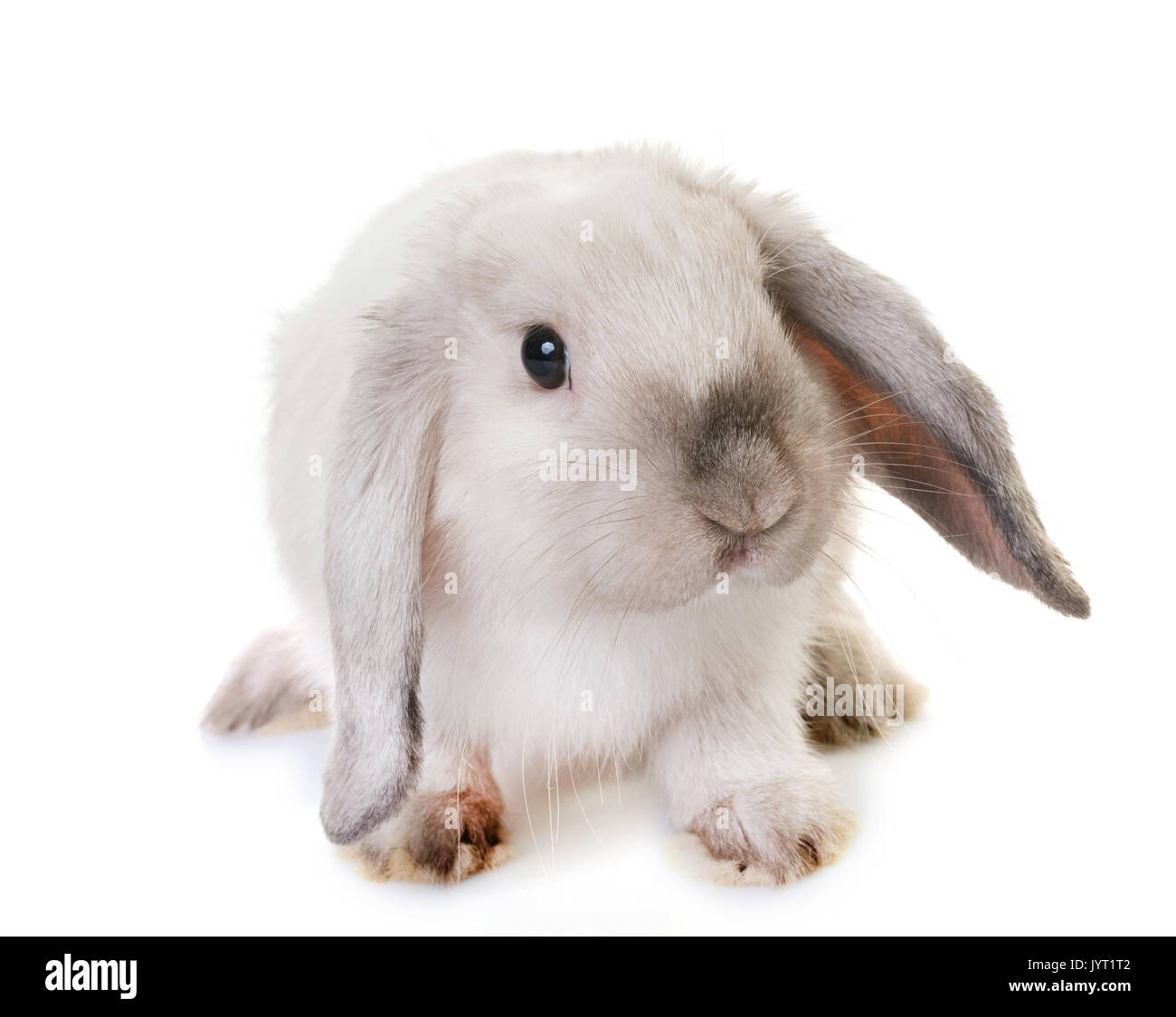 Mini lop Banque de photographies et d’images à haute résolution - Alamy