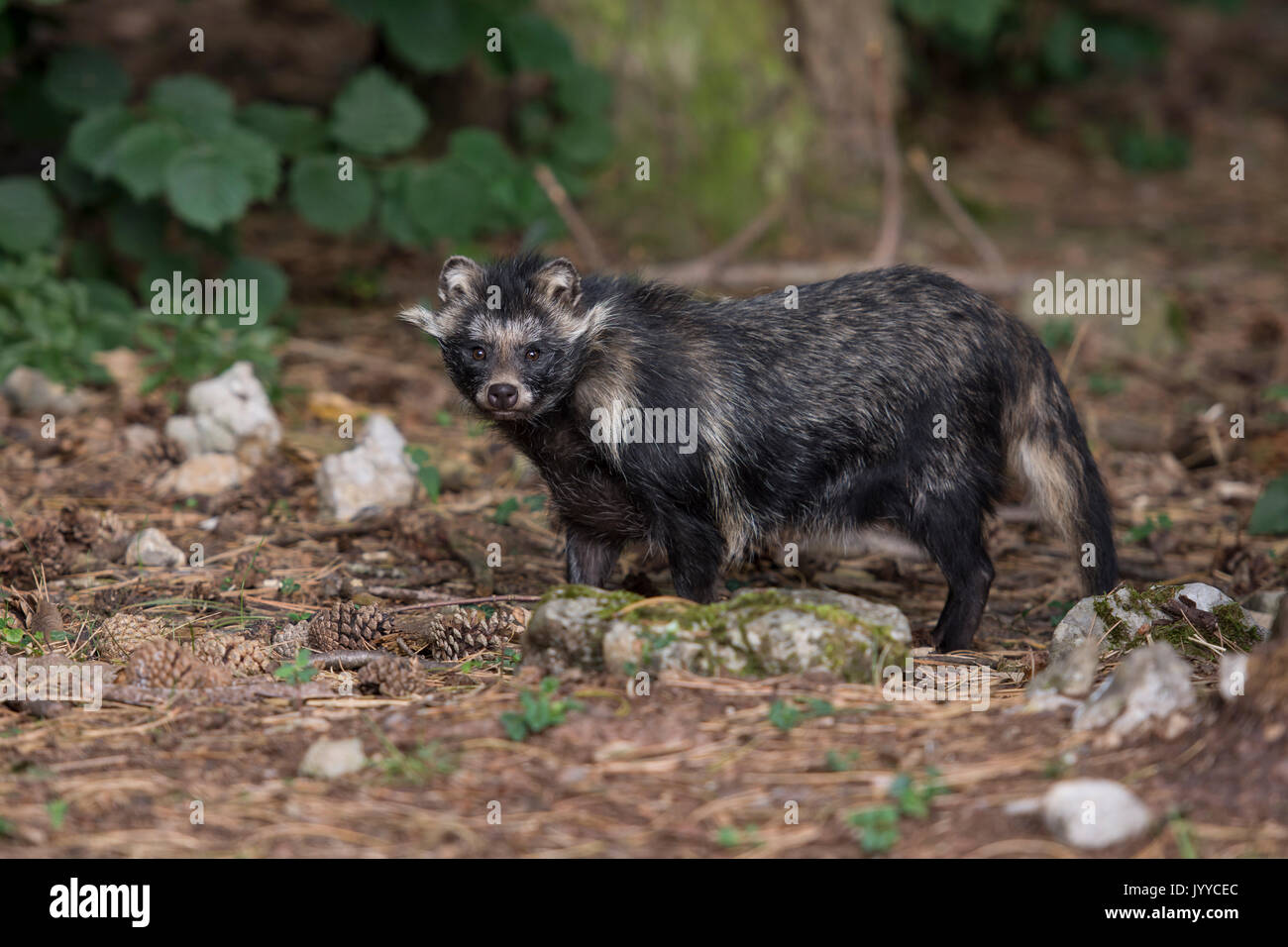 Chien viverrin nyctereutes procyonoides Banque de photographies et d ...