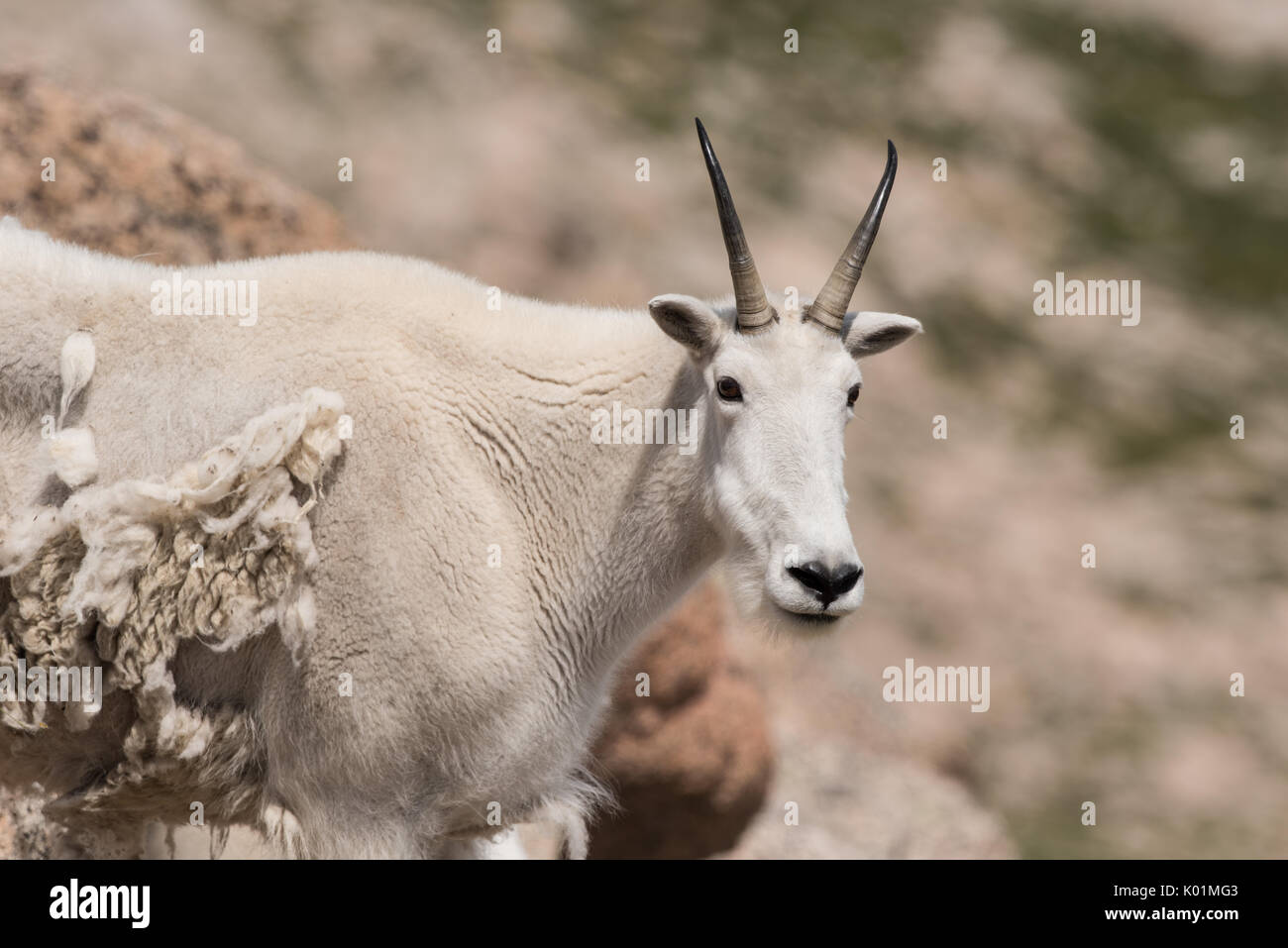 Chèvre des montagnes rocheuses Banque de photographies et d’images à ...