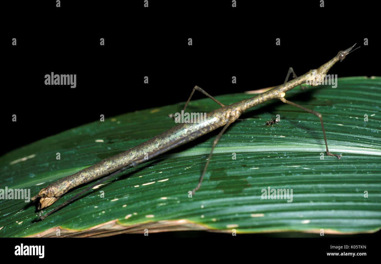 Jumping Stick, Apioscelis, ressemble à un phasme mais est en réalité ...