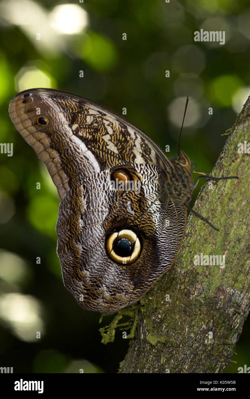 Caligo teucer Banque de photographies et d’images à haute résolution ...