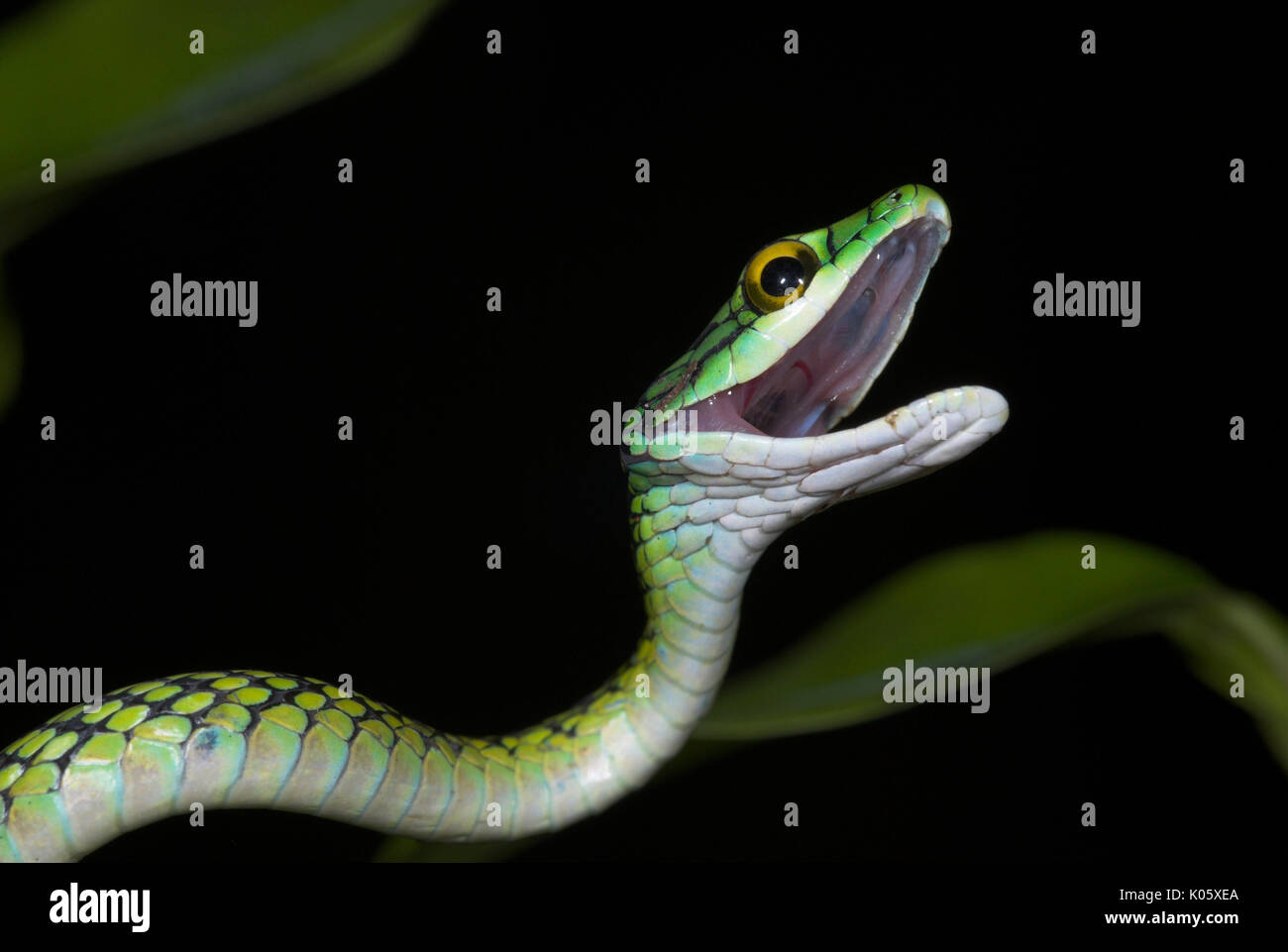 Black skinned parrot snake Banque de photographies et d’images à haute ...