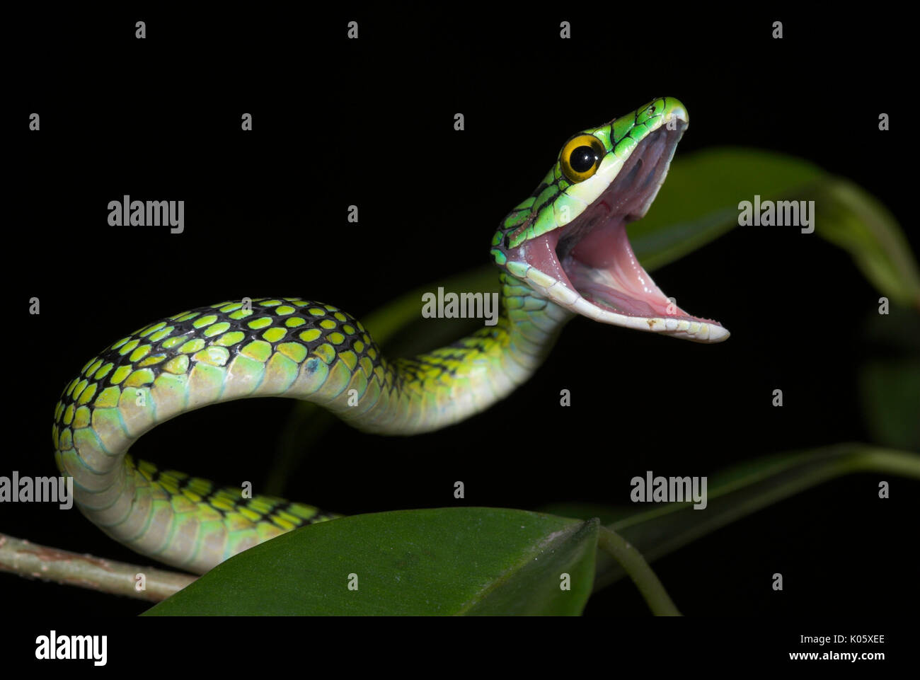 Black skinned parrot snake Banque de photographies et d’images à haute ...
