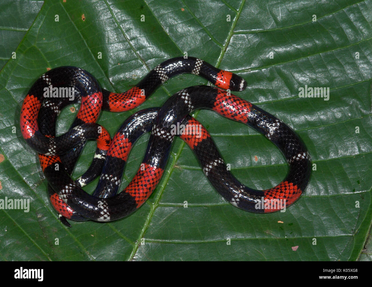 Peru snake Banque de photographies et d’images à haute résolution - Alamy