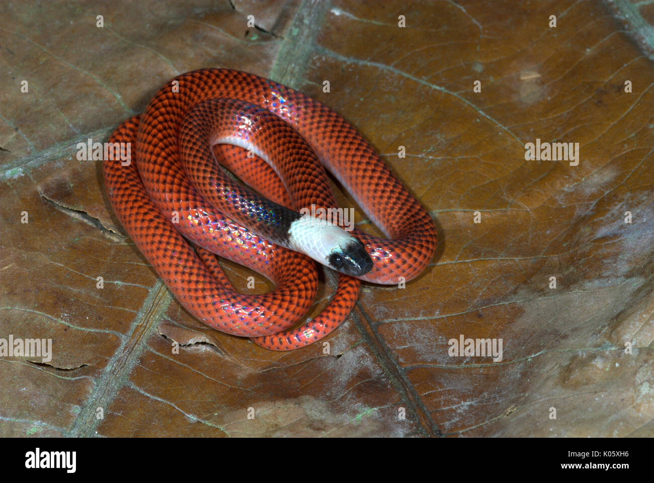 Amazon egg eating snake Banque de photographies et d’images à haute ...