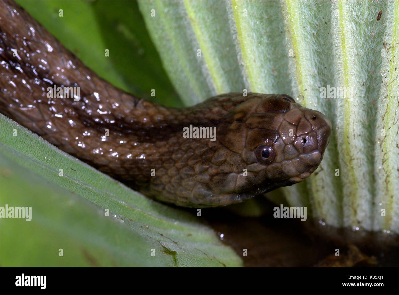 Serpent d'eau d'Amérique du Sud, Helicops Polylepis, dans l'eau ...