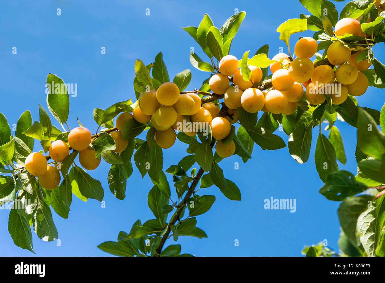 Arbre mirabelles Banque de photographies et d’images à haute résolution ...