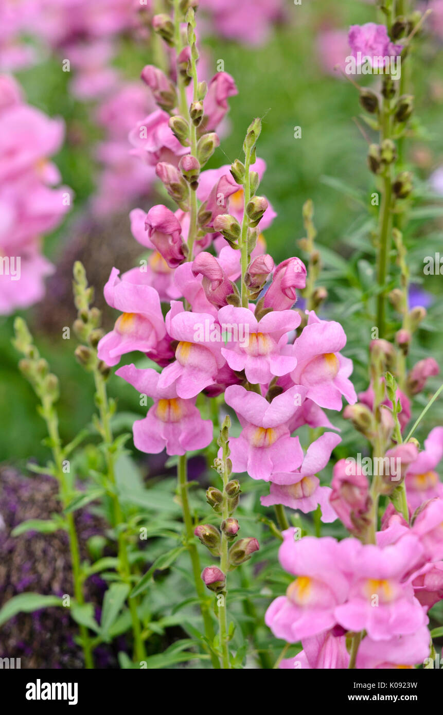 Snapdragon rose Banque de photographies et d’images à haute résolution ...