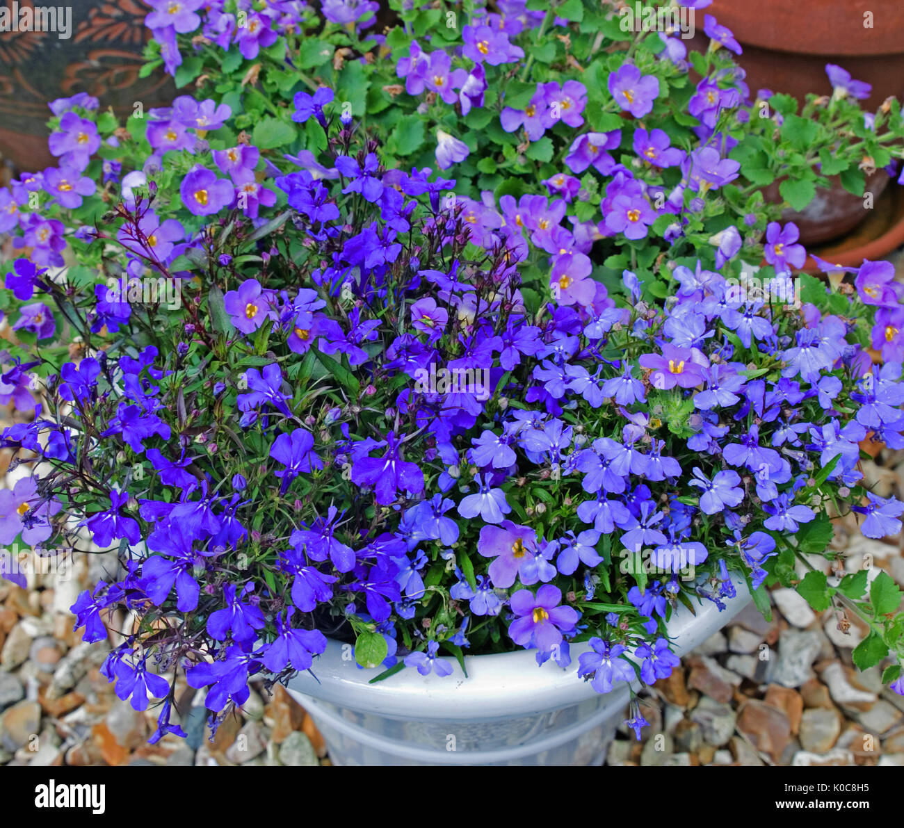 Palais de cristal de lobelia Banque de photographies et d’images à ...