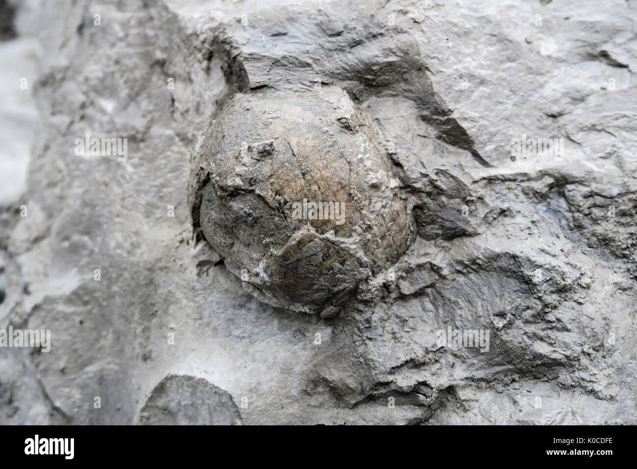 Chalk fossil Banque de photographies et d’images à haute résolution - Alamy