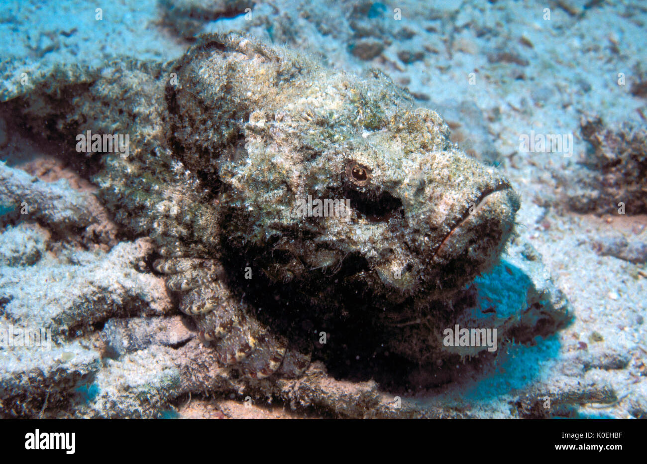 Poisson pierre Banque de photographies et d’images à haute résolution ...