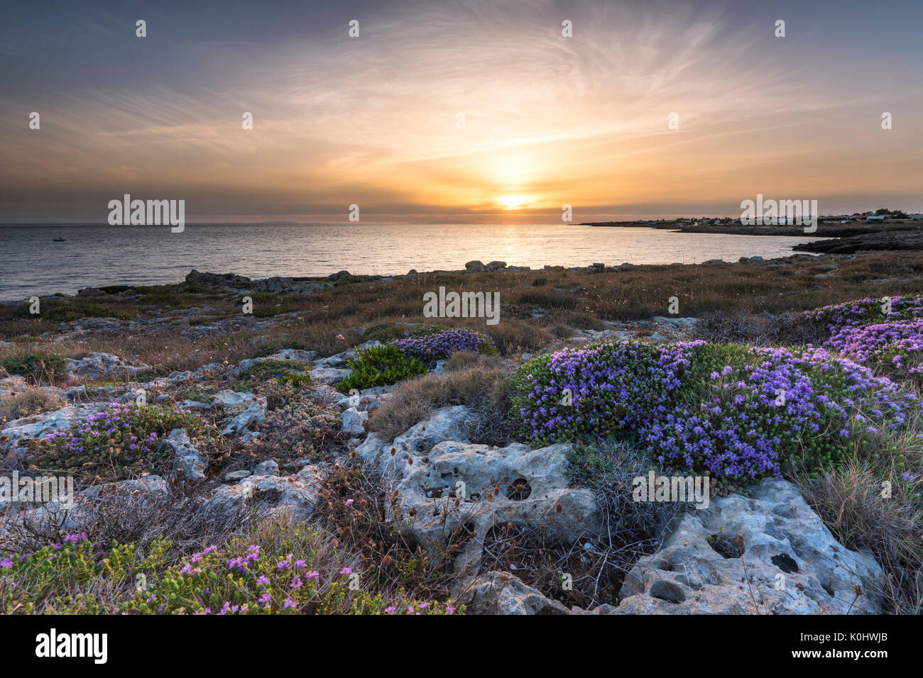 Thymus capitatus Banque de photographies et d’images à haute résolution ...