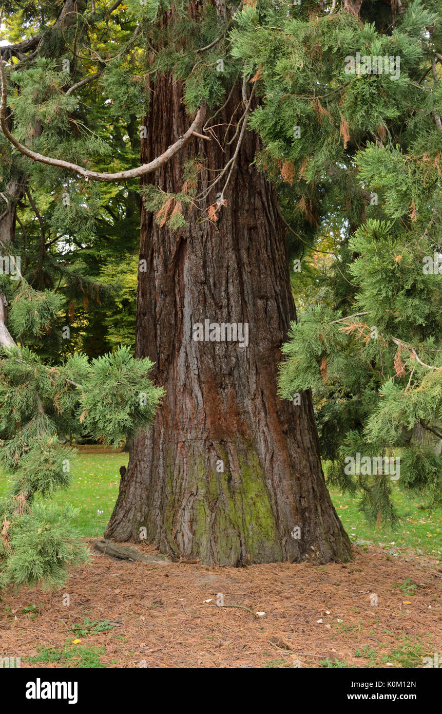 Giant sequoia sequoiadendron giganteum Banque de photographies et d ...