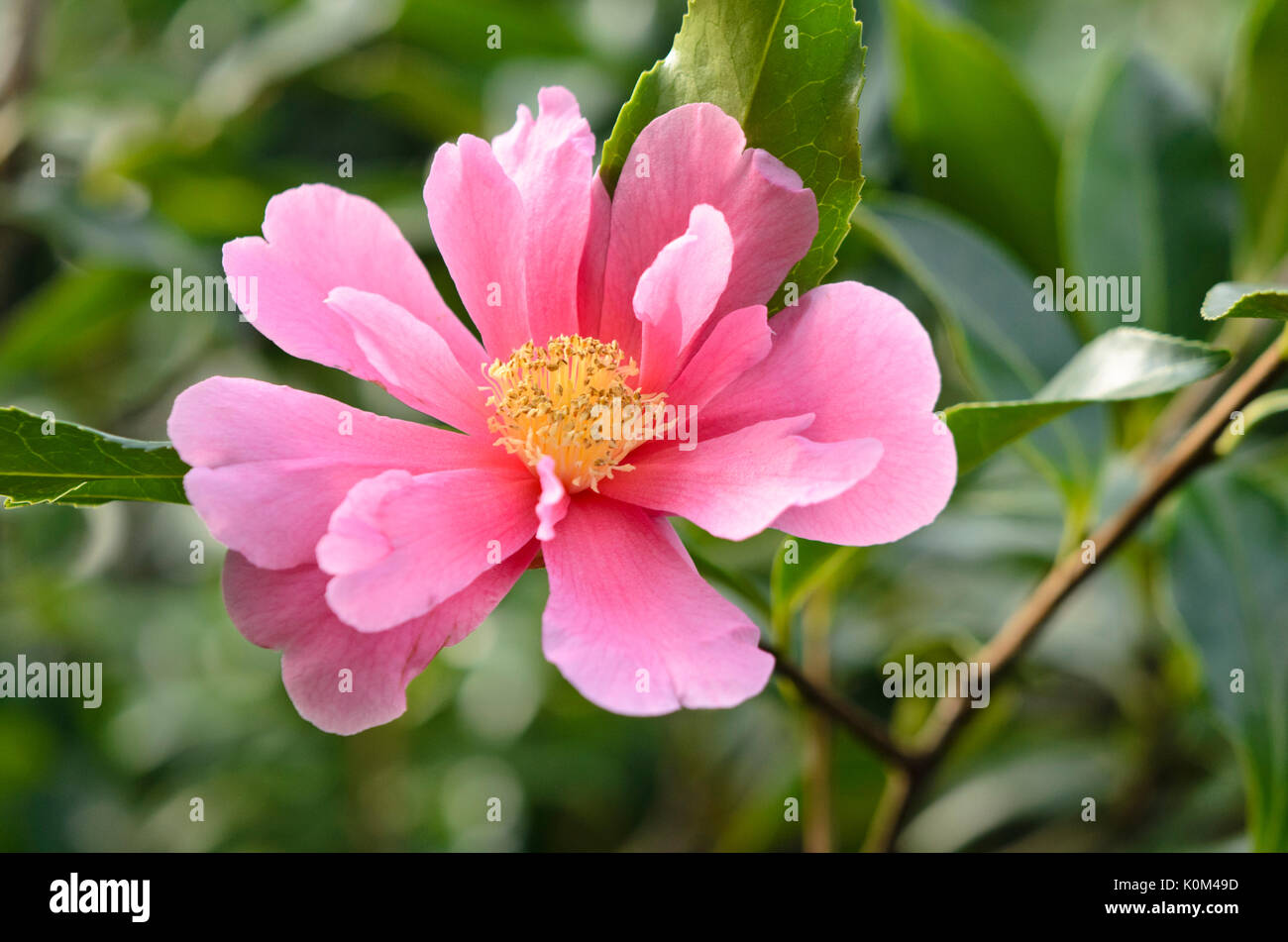 Camellia reticulata Banque de photographies et d’images à haute ...