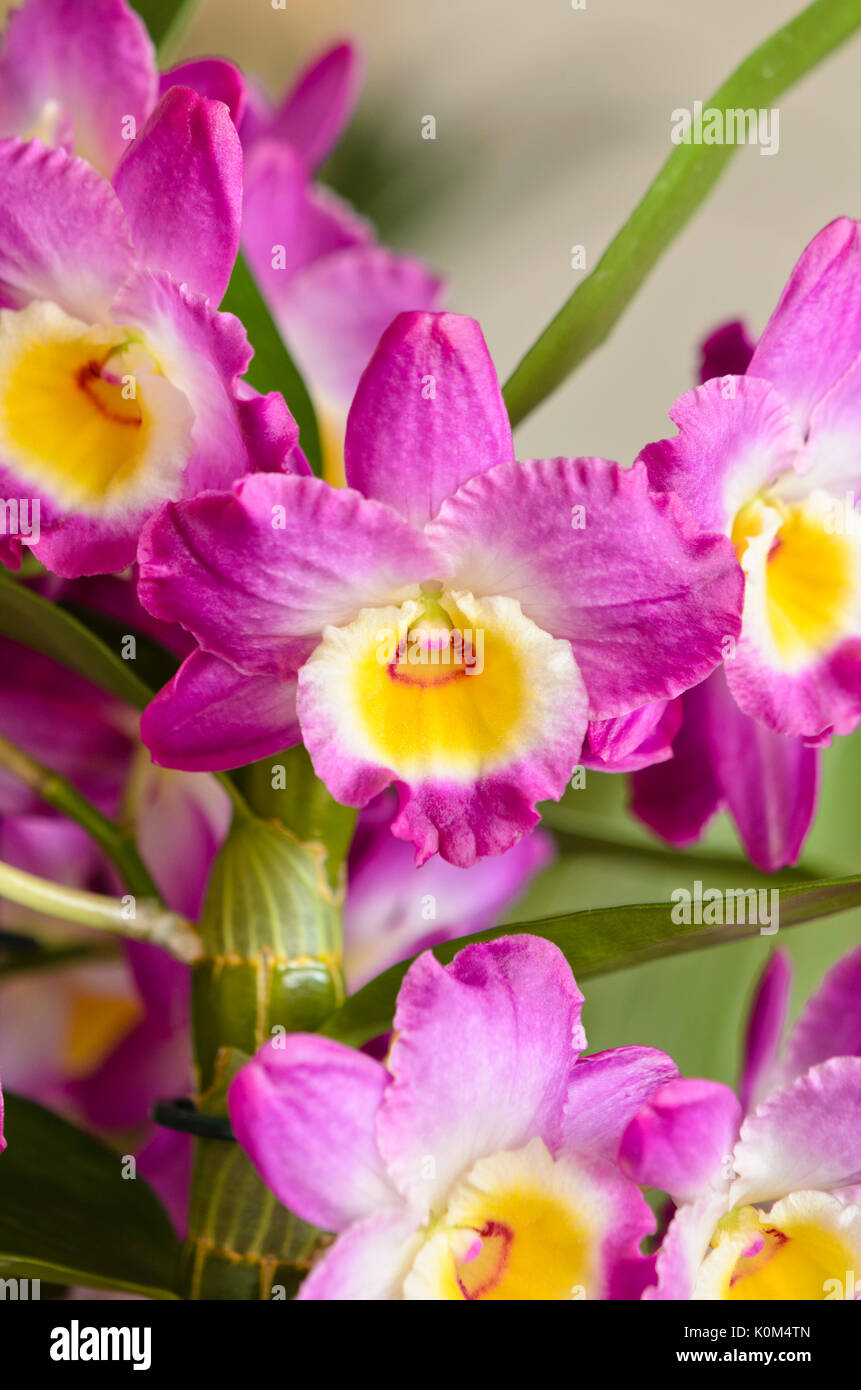 Dendrobium species Banque de photographies et d’images à haute ...