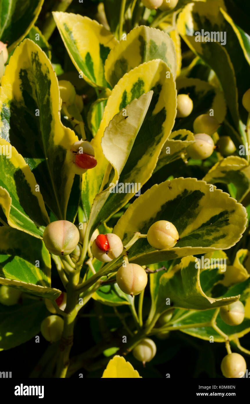 Arbre fusain euonymus Banque de photographies et d’images à haute ...