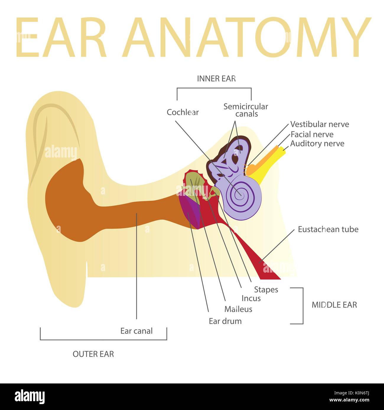 Anatomie de l'oreille humaine vector illustration Image Vectorielle ...