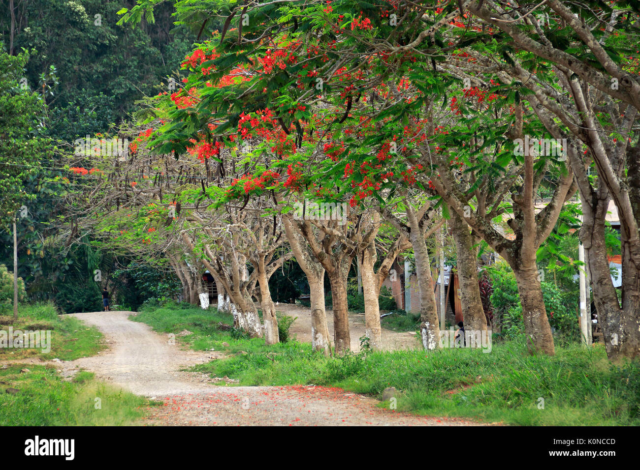 Peruvian Jungle Banque d'image et photos - Alamy