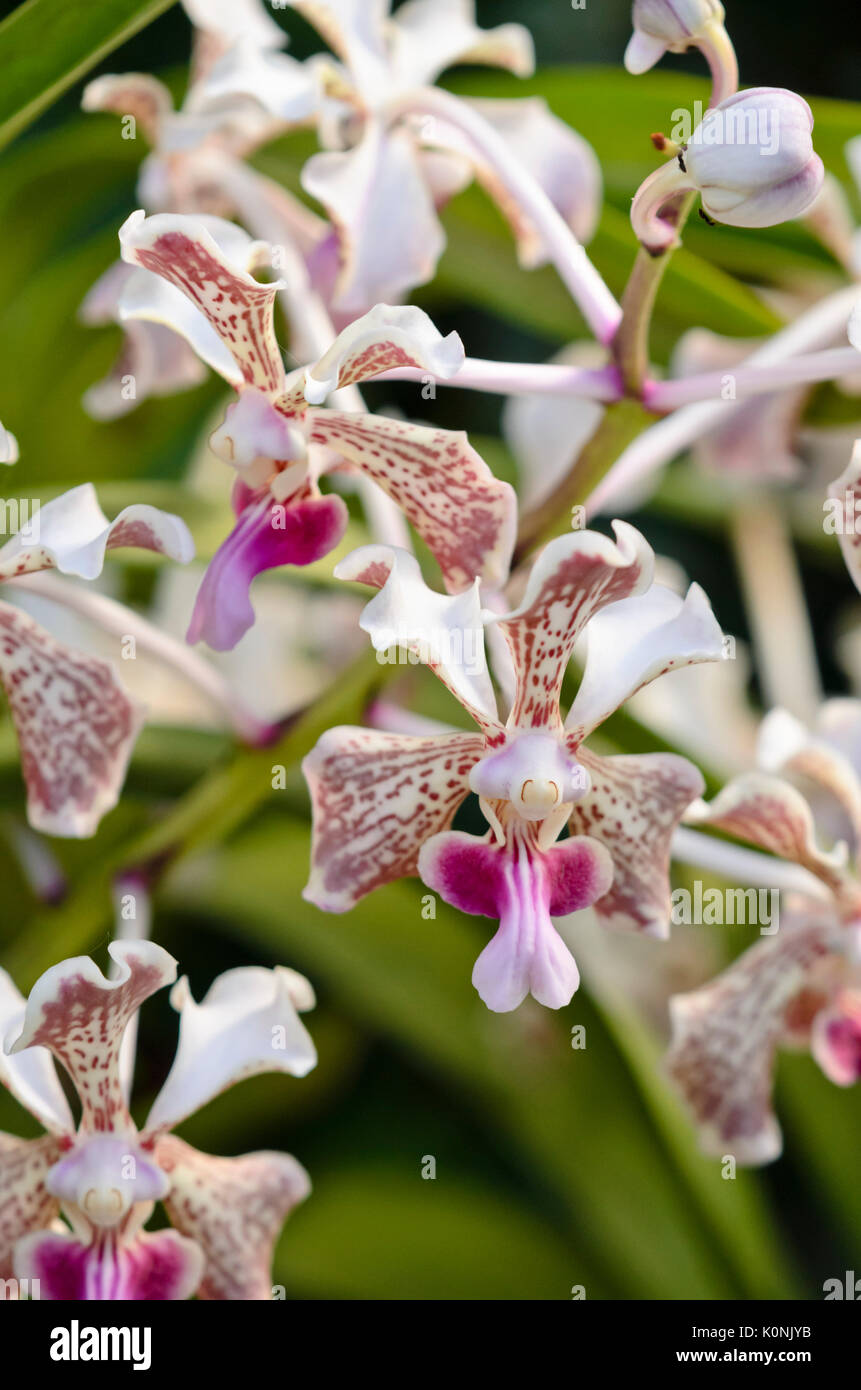 Vanda species Banque de photographies et d’images à haute résolution ...