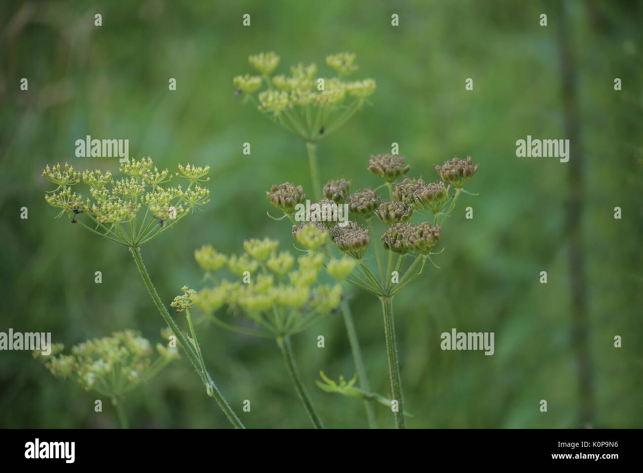 Graines de fleurs et de la berce du Caucase (Heracleum sphondylium ...