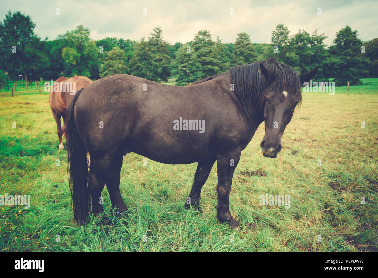 Beaux chevaux shire Banque d'image et photos - Alamy