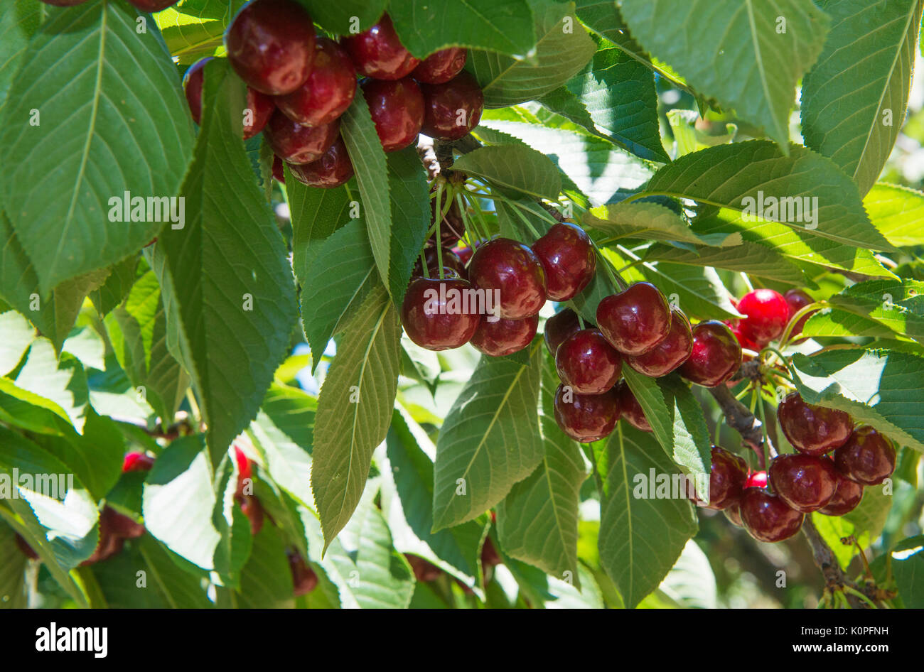 Grappe de cerises Banque de photographies et d’images à haute ...