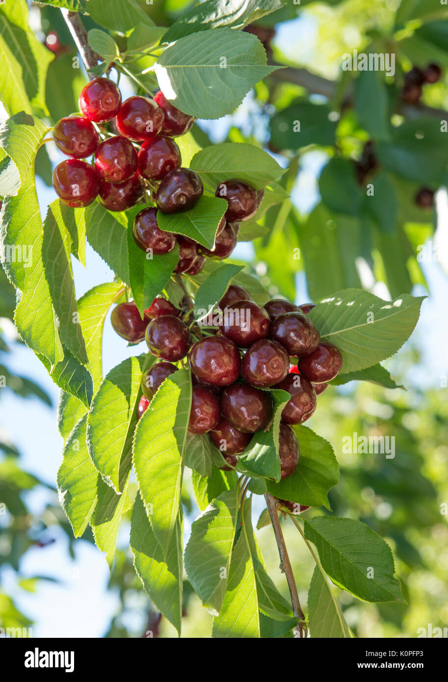 Grappe de cerises Banque de photographies et d’images à haute ...