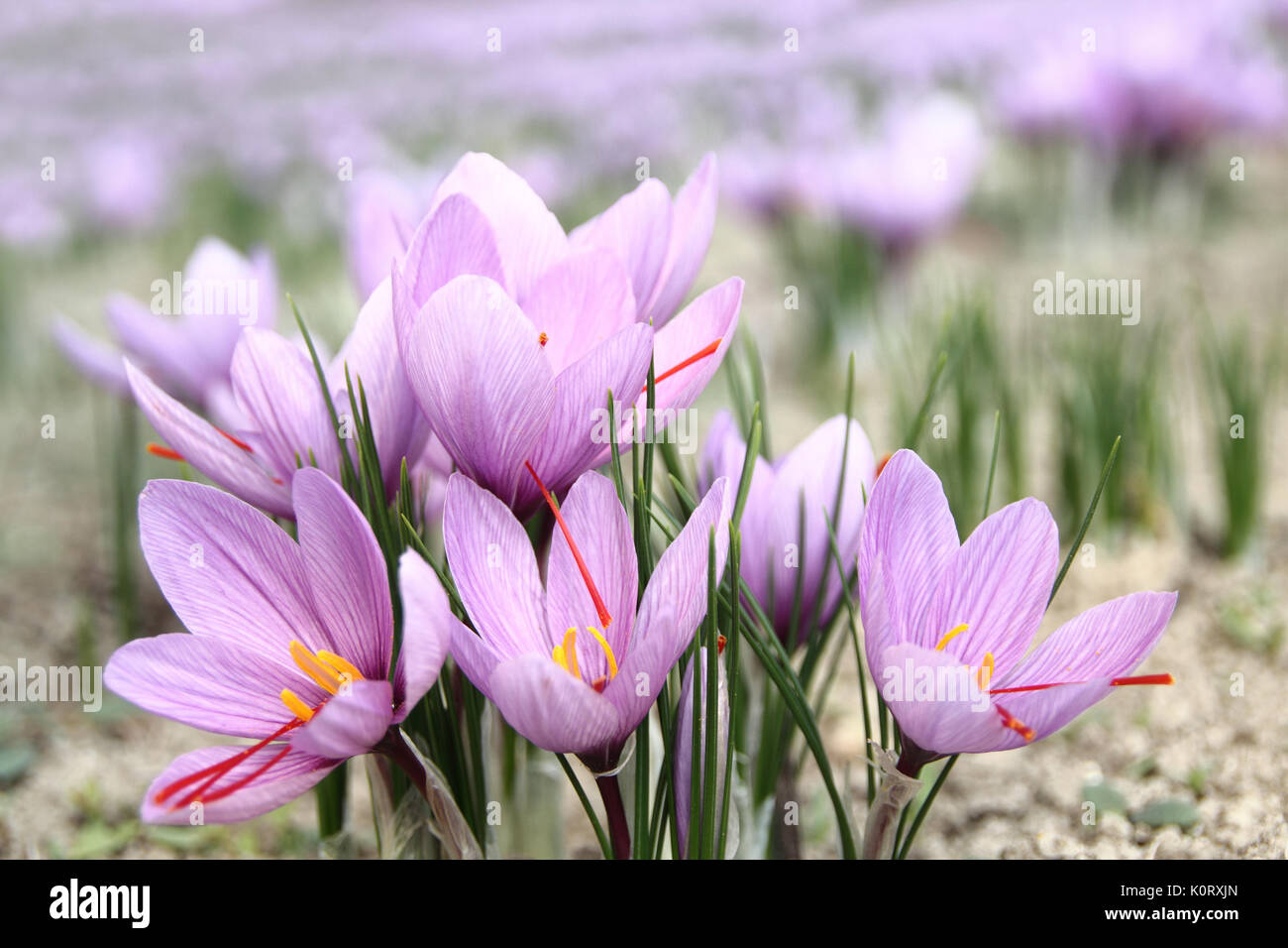 Safran champ Banque de photographies et d’images à haute résolution - Alamy