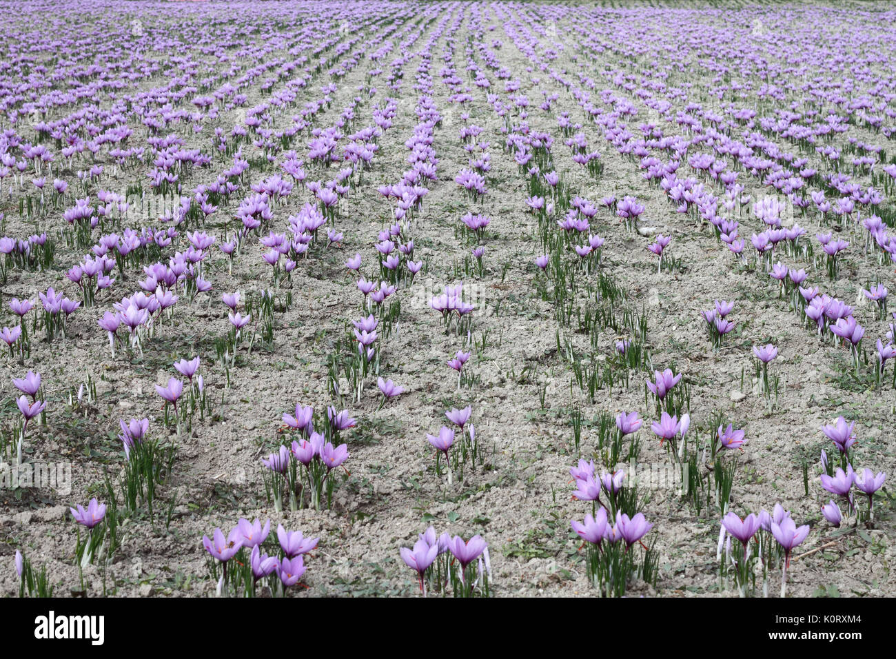 Safran champ Banque de photographies et d’images à haute résolution - Alamy