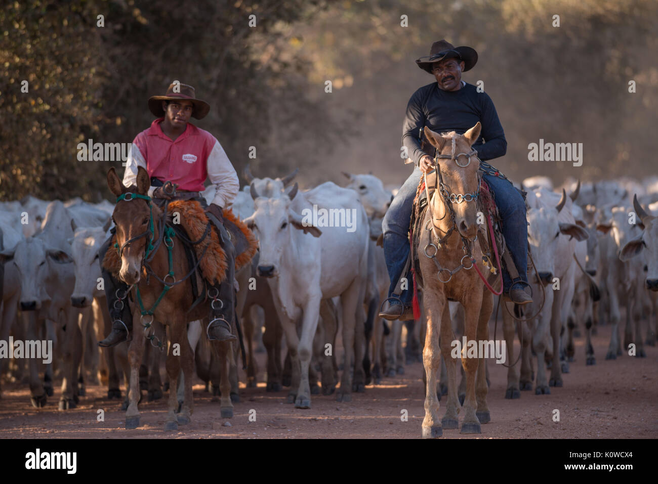 Conduite de bétail de cow boy Banque de photographies et d’images à ...