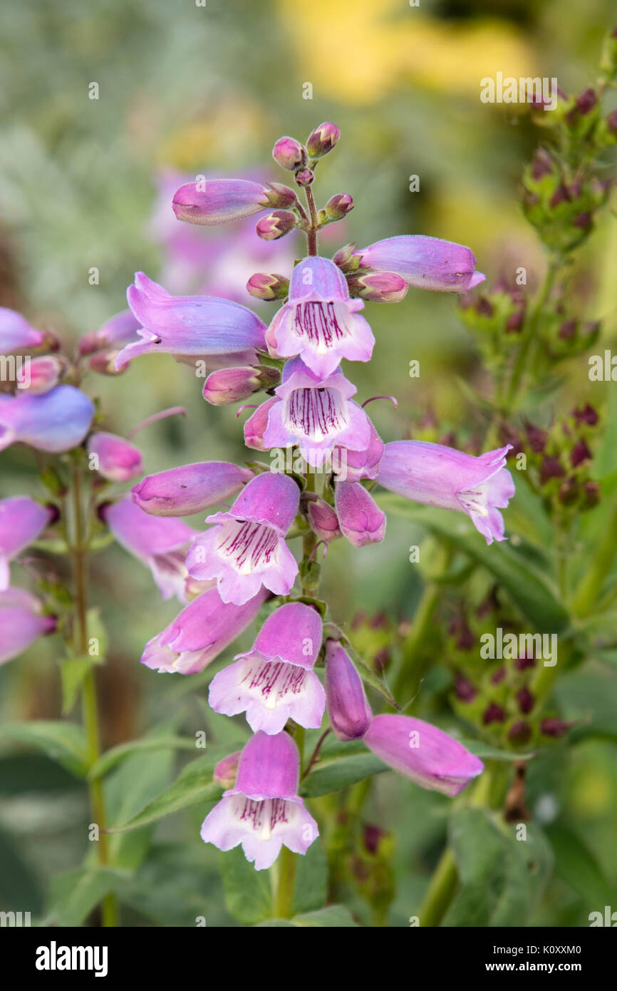 Plante penstemon Banque de photographies et d’images à haute résolution ...