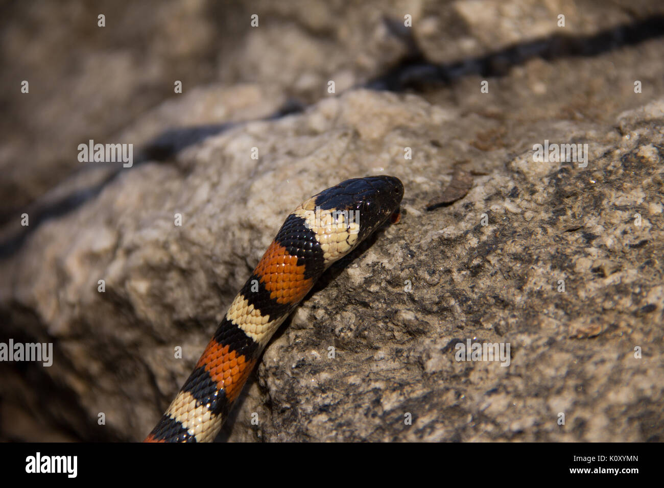 Lampropeltis californiae Banque de photographies et d’images à haute ...