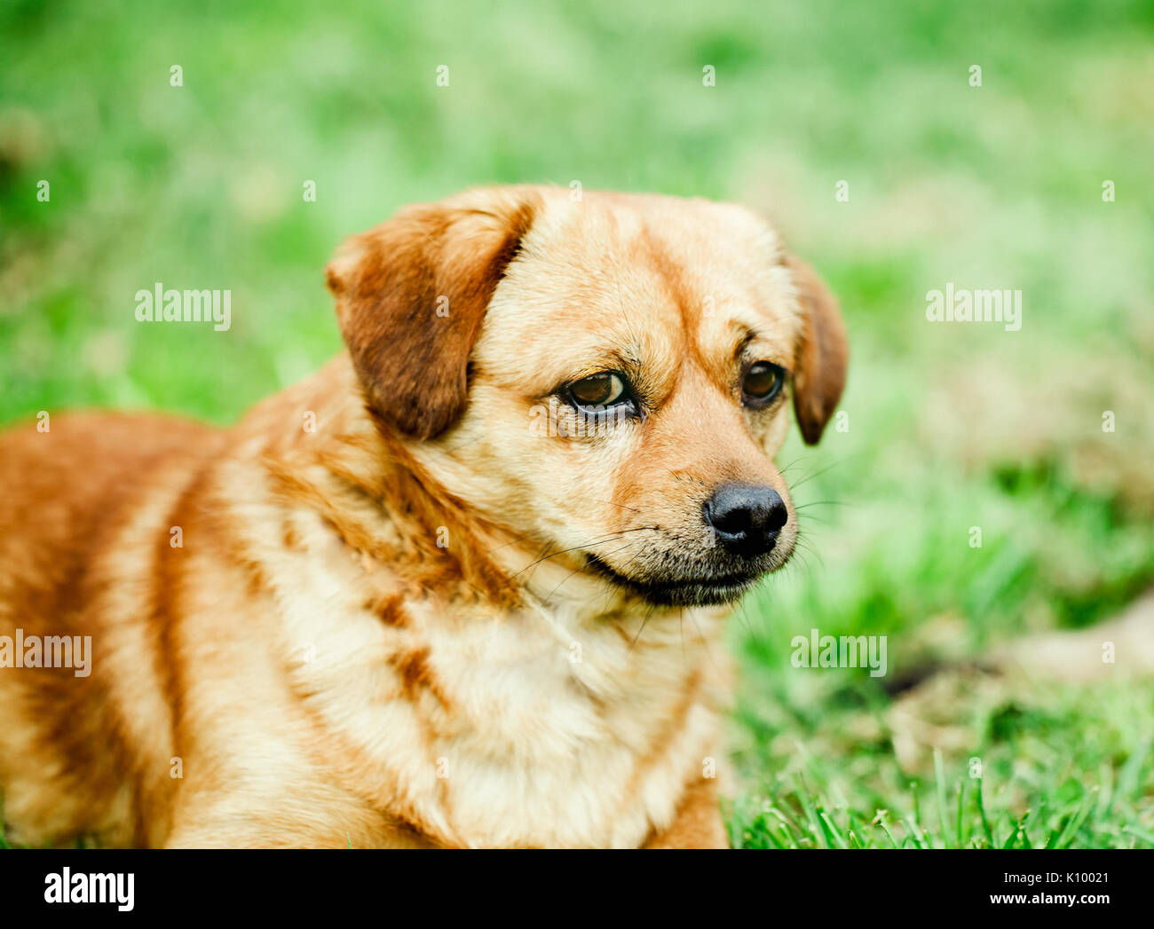 Chiens jaunes Banque de photographies et d’images à haute résolution ...