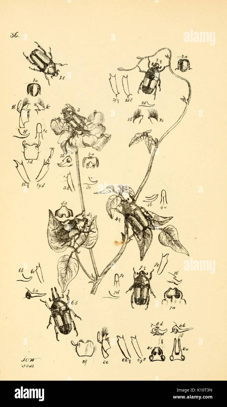 Insectes rares Banque de photographies et d’images à haute résolution ...