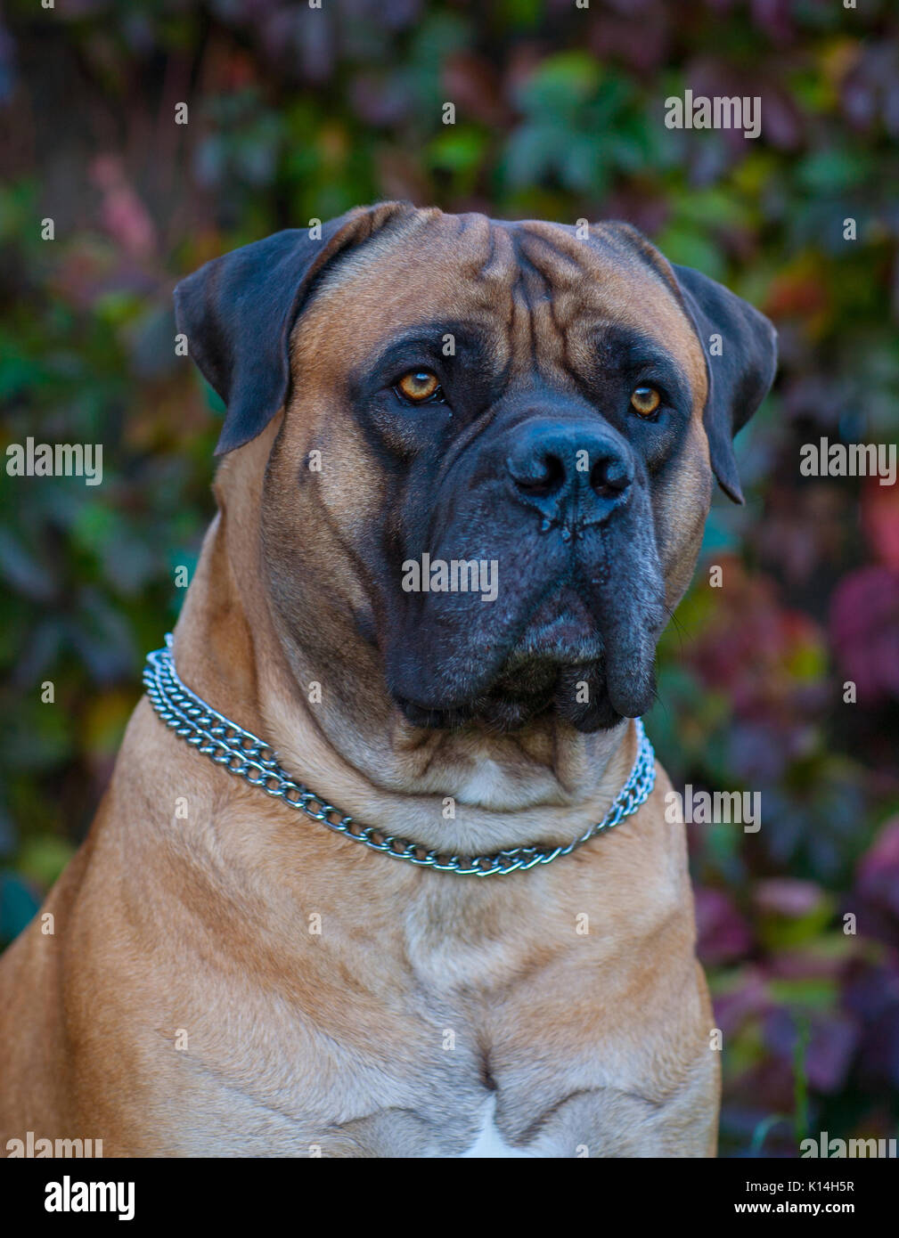Races de chiens rares Banque de photographies et d’images à haute ...