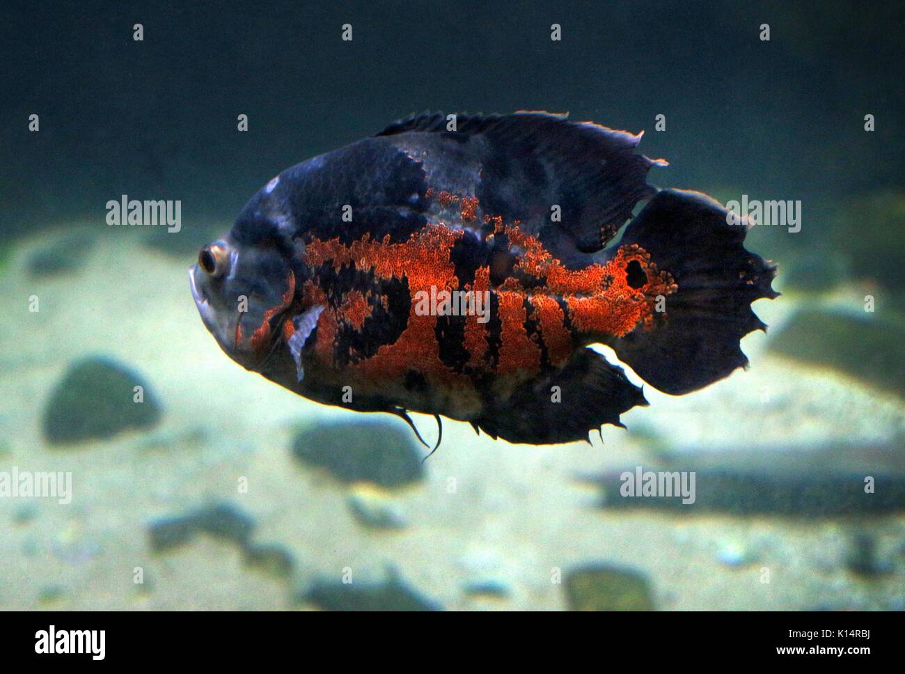 Poisson tigre Banque de photographies et d’images à haute résolution ...