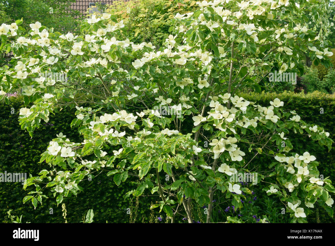 Cornus kousa 'venus' Banque de photographies et d’images à haute ...